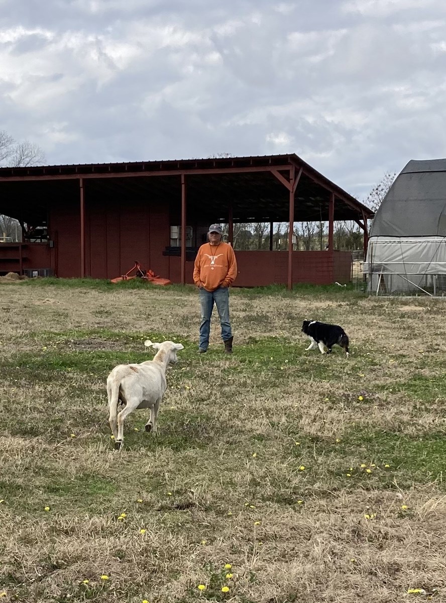 Aussie Acres Ranch located in the Cordele, GA Area