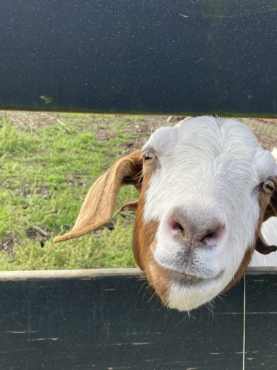 Aussie Acres Ranch located in the Cordele, GA Area